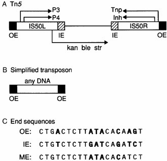 Tn5, PiggyBac, Sleeping Beauty, and Tol2 Transposons NovoPro