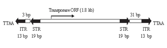 Tn5, PiggyBac, Sleeping Beauty, and Tol2 Transposons NovoPro