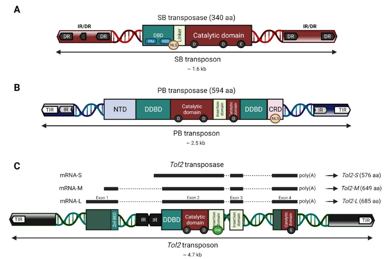 Tn5, PiggyBac, Sleeping Beauty, and Tol2 Transposons NovoPro