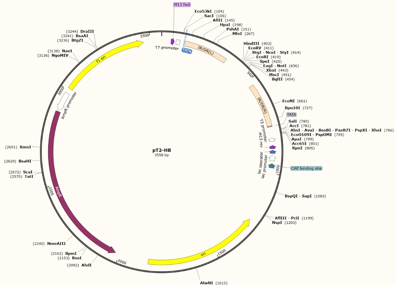 Tn5, PiggyBac, Sleeping Beauty, and Tol2 Transposons NovoPro
