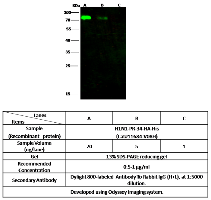 Anti-HA antibody (104858)