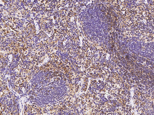 Anti-PSGL-1/CD162 antibody (100964)