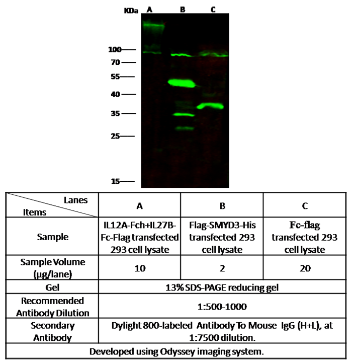 Anti-FLAG tag antibody (104871)