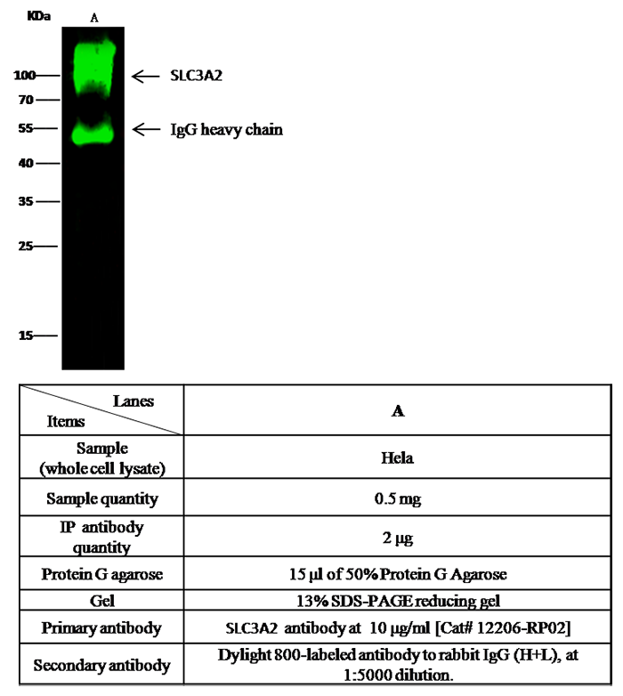 Anti-CD98/SLC3A2 antibody (103287)