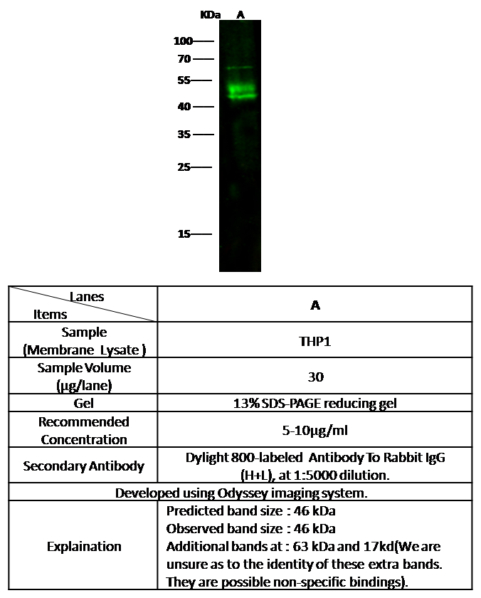 Anti-DC-SIGN/CD209 antibody (101353)
