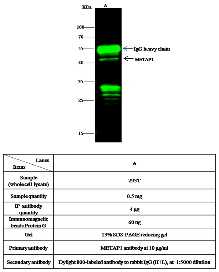 Anti-METAP1 antibody (104969)