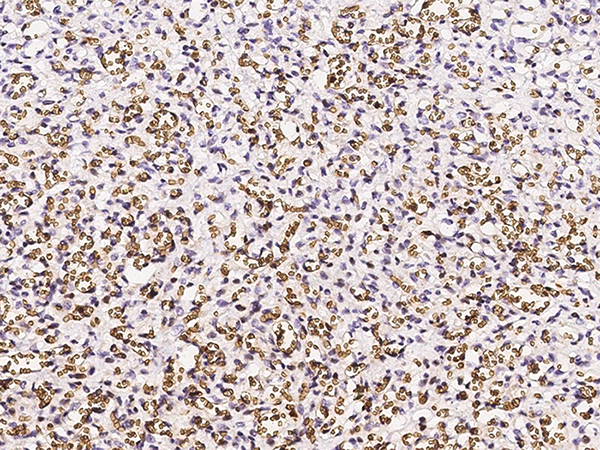 Anti-GYPA / CD235a / Glycophorin A antibody (100908)