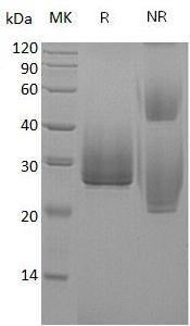 Human APOD recombinant protein